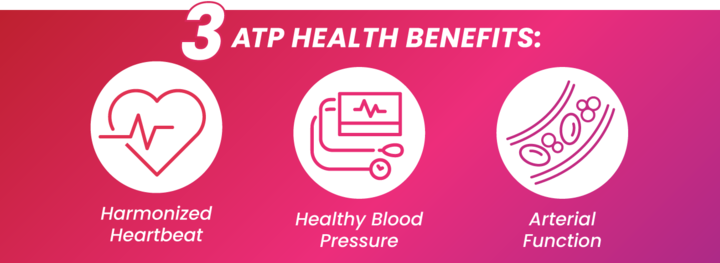 ATP Explained: The Tiny Molecule That Powers Your Body
